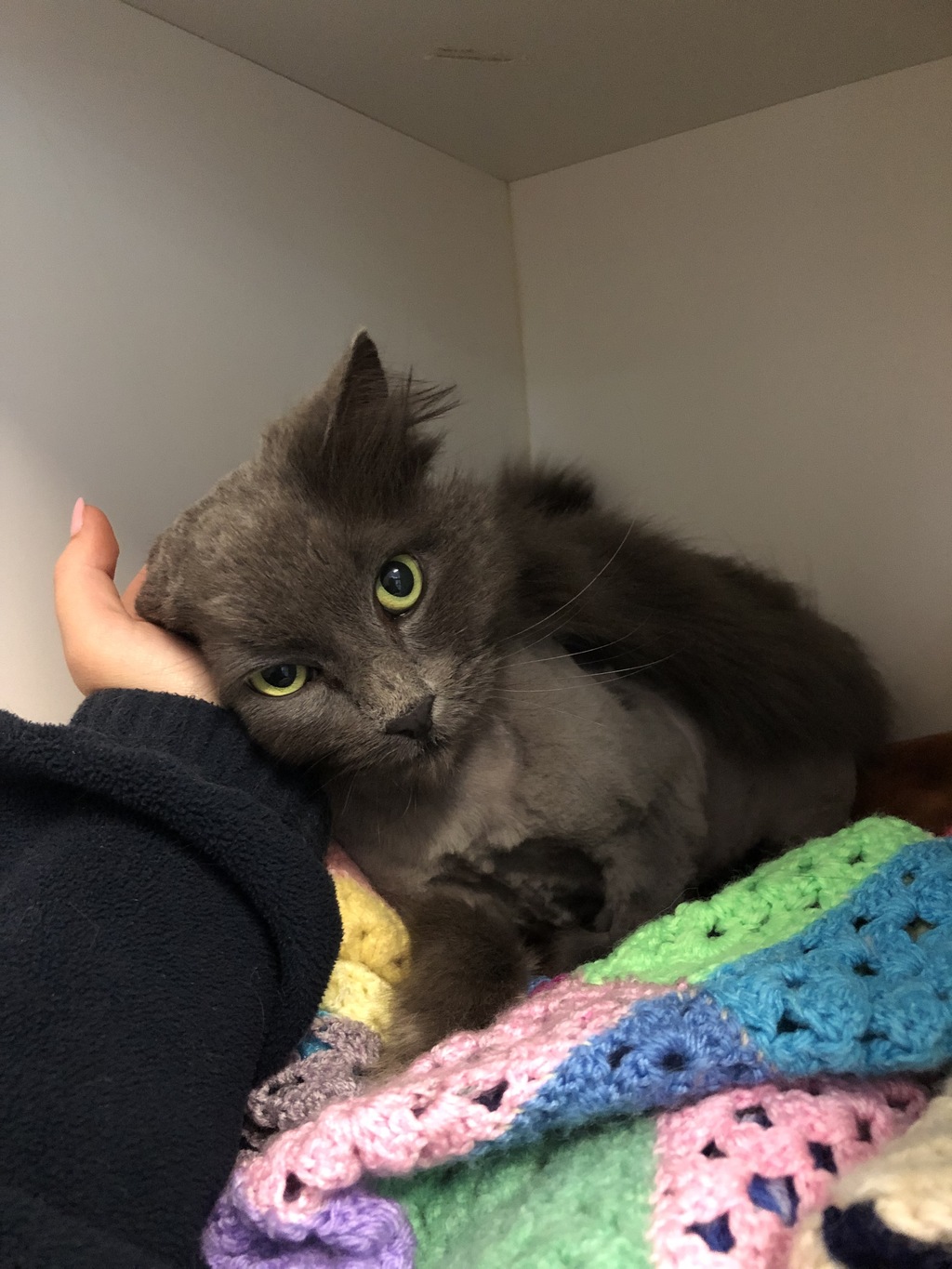 Zazzy - Female Dmh Mix Cat in WA - PetRescue
