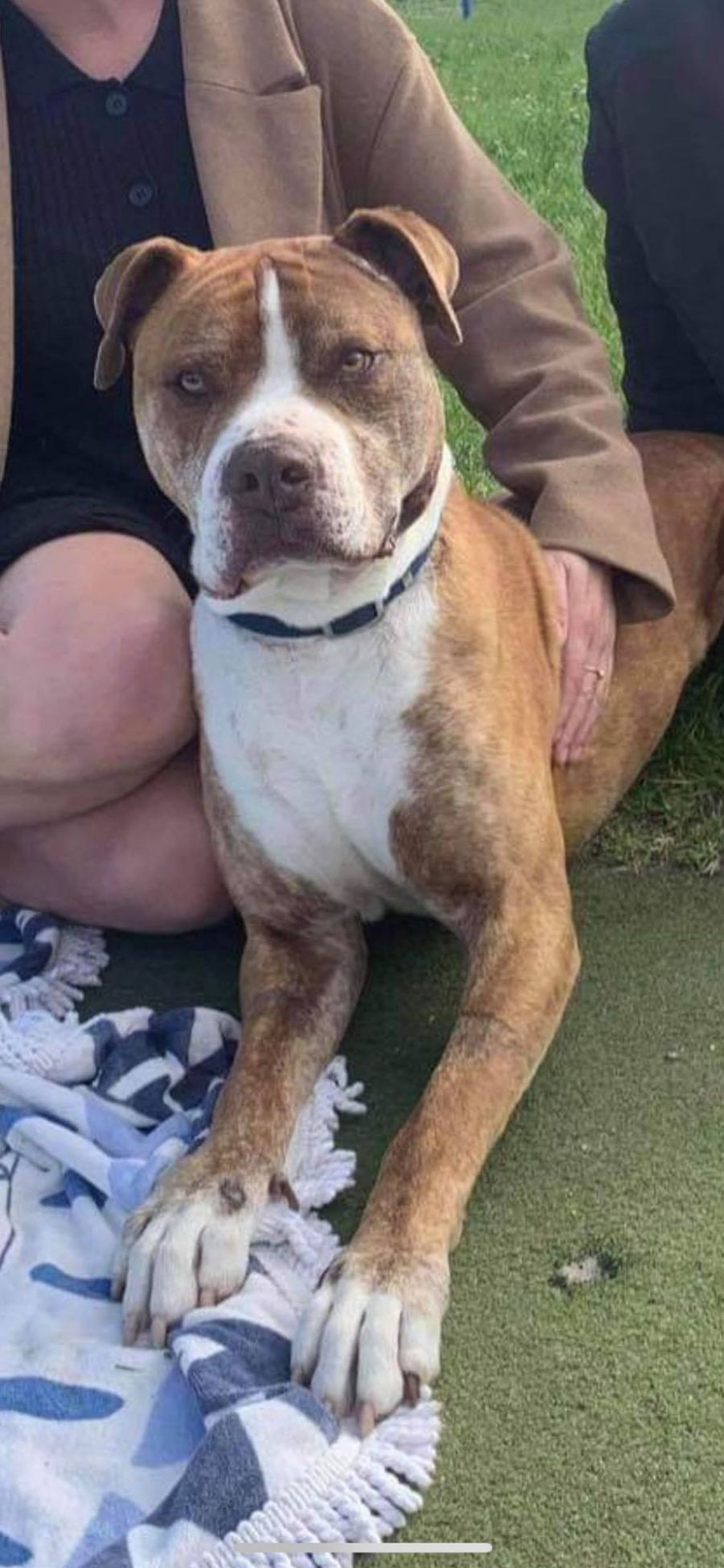 Bronson - Medium Male American Bulldog Dog in VIC - PetRescue