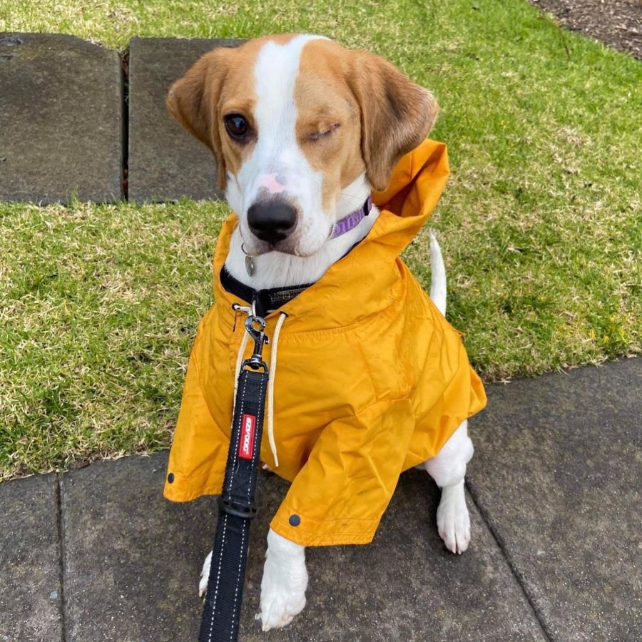 Beagle Rescue Victoria Inc - PetRescue