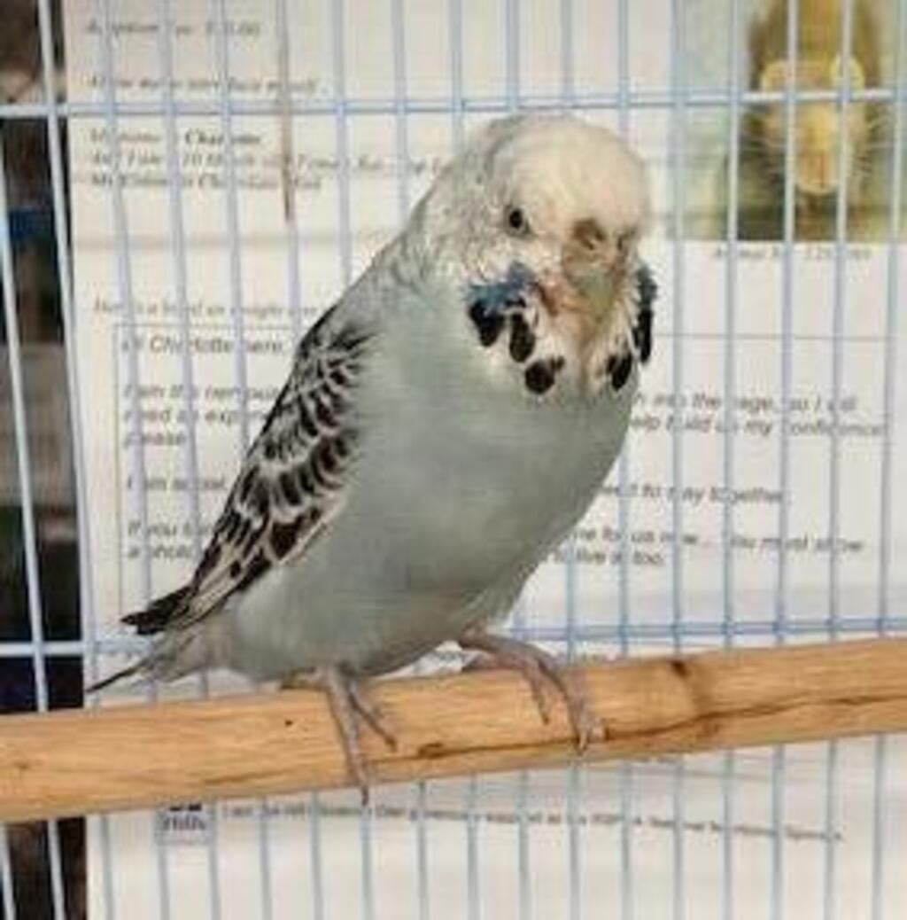 Whoo - Female Budgie Bird in QLD - PetRescue