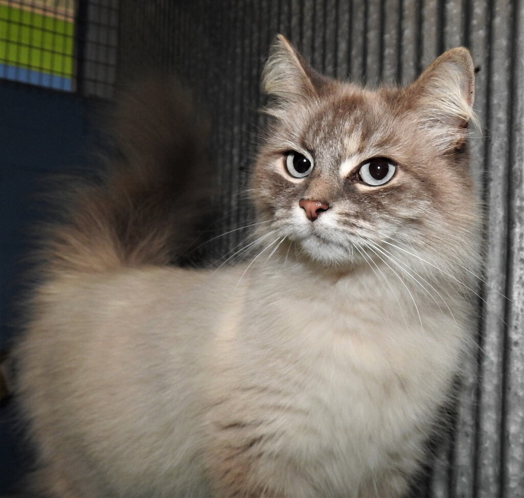 Duchess - Female Ragdoll x Siamese Mix Cat in QLD - PetRescue