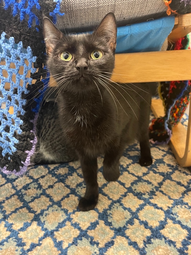 Hella - Female Domestic Short Hair Cat in TAS - PetRescue