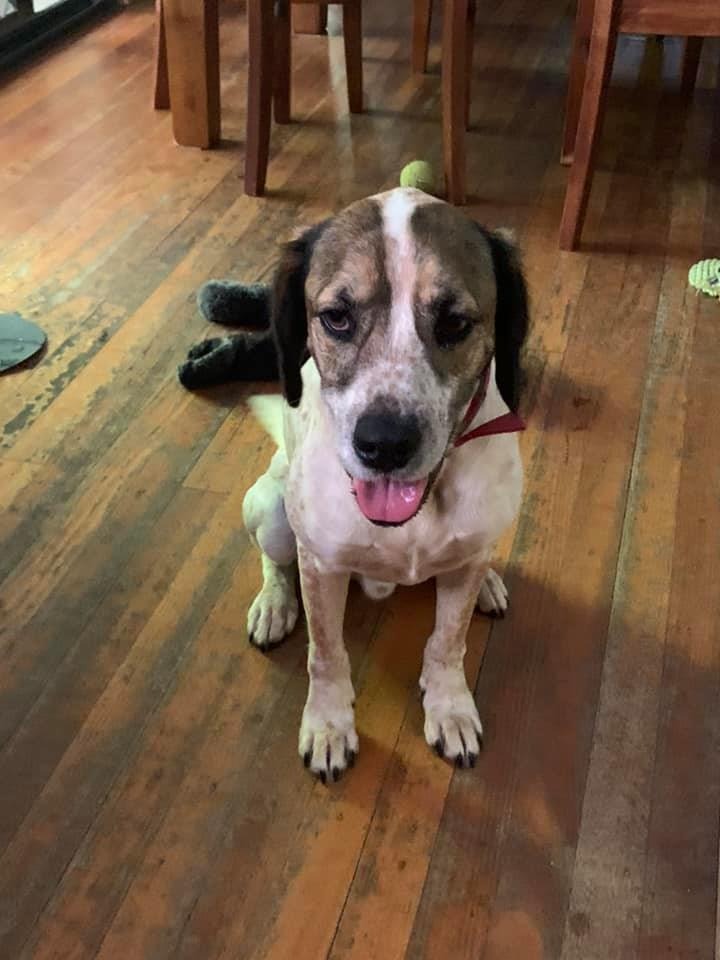 Odie - Medium Male Beagle x English Springer Spaniel Mix Dog in QLD ...