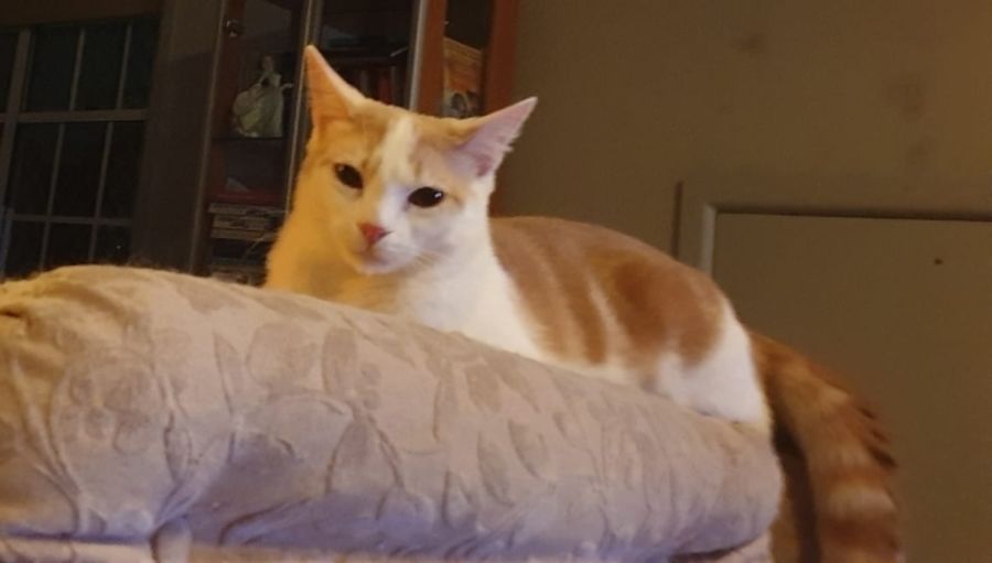 Special boy Splice - Male Domestic Short Hair Cat in NSW - PetRescue