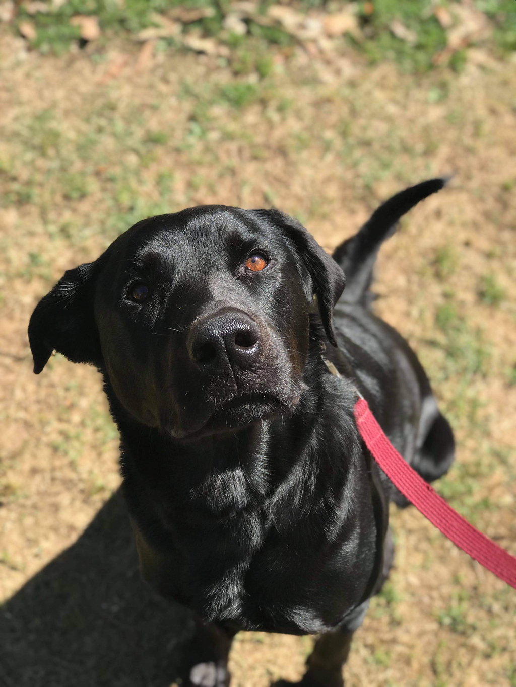Arya - Large Female Kelpie x Labrador Mix Dog in NSW - PetRescue