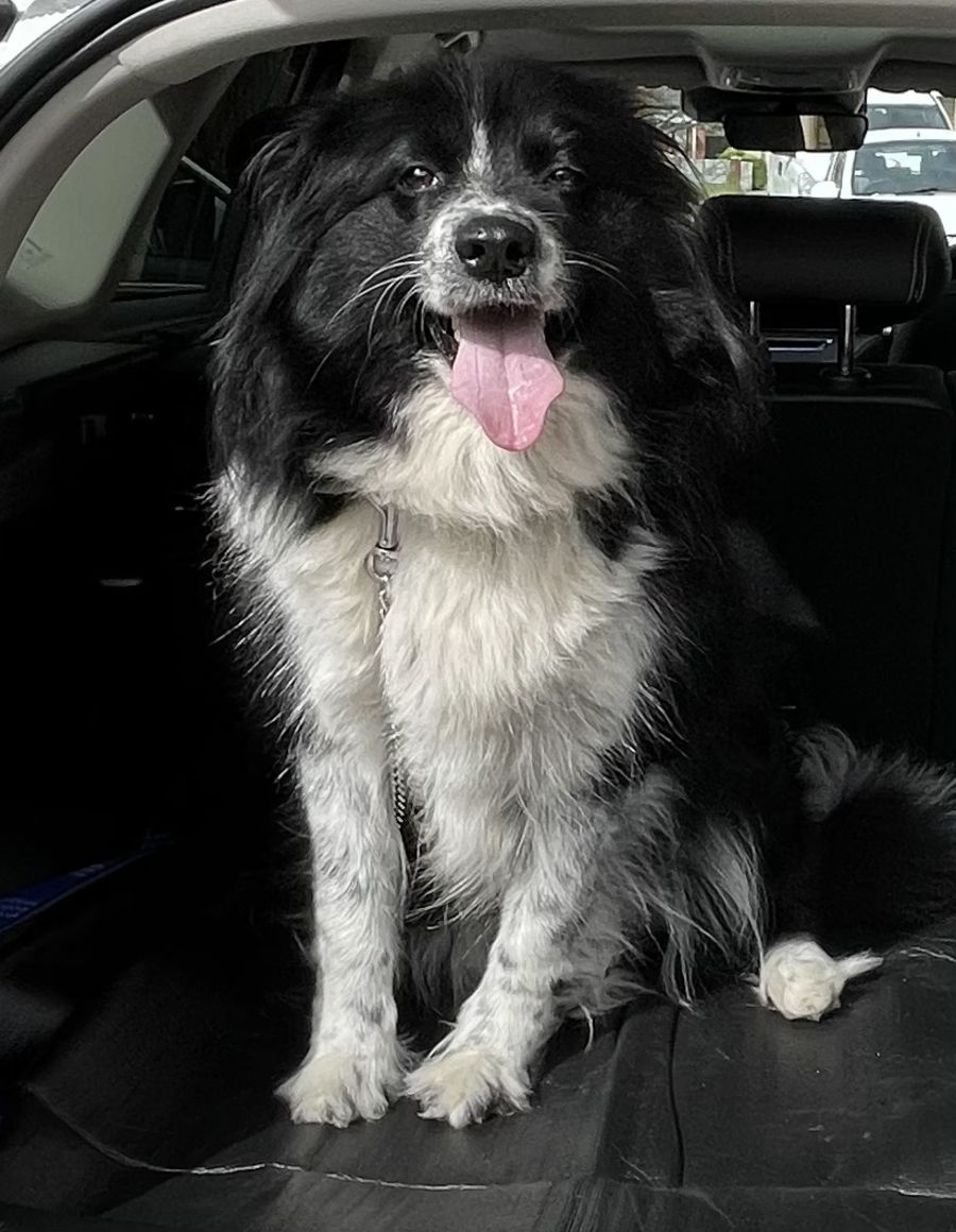 Tilly - Medium Female Border Collie x Samoyed Mix Dog in QLD - PetRescue