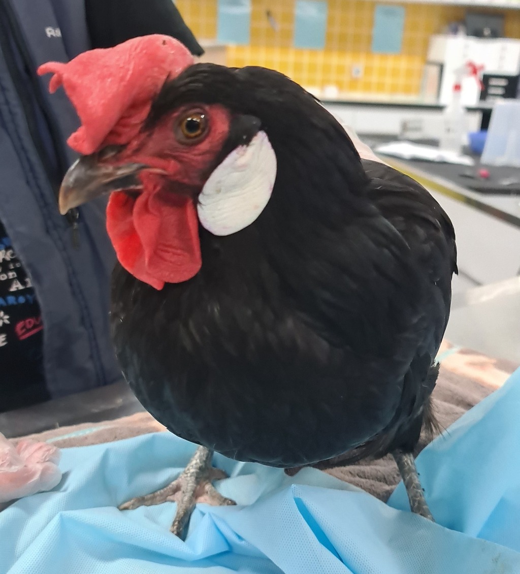 Lucille - Female Chicken Minorca Mix Fowl in QLD - PetRescue