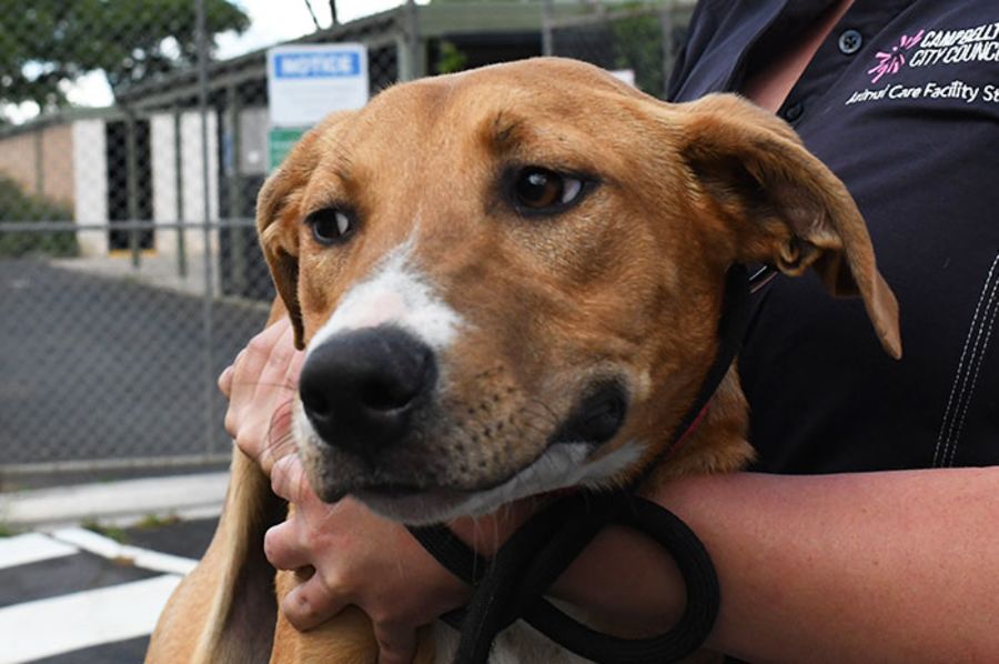 Pancake 33895 Campbelltown ACF - Medium Female Rhodesian Ridgeback Dog ...
