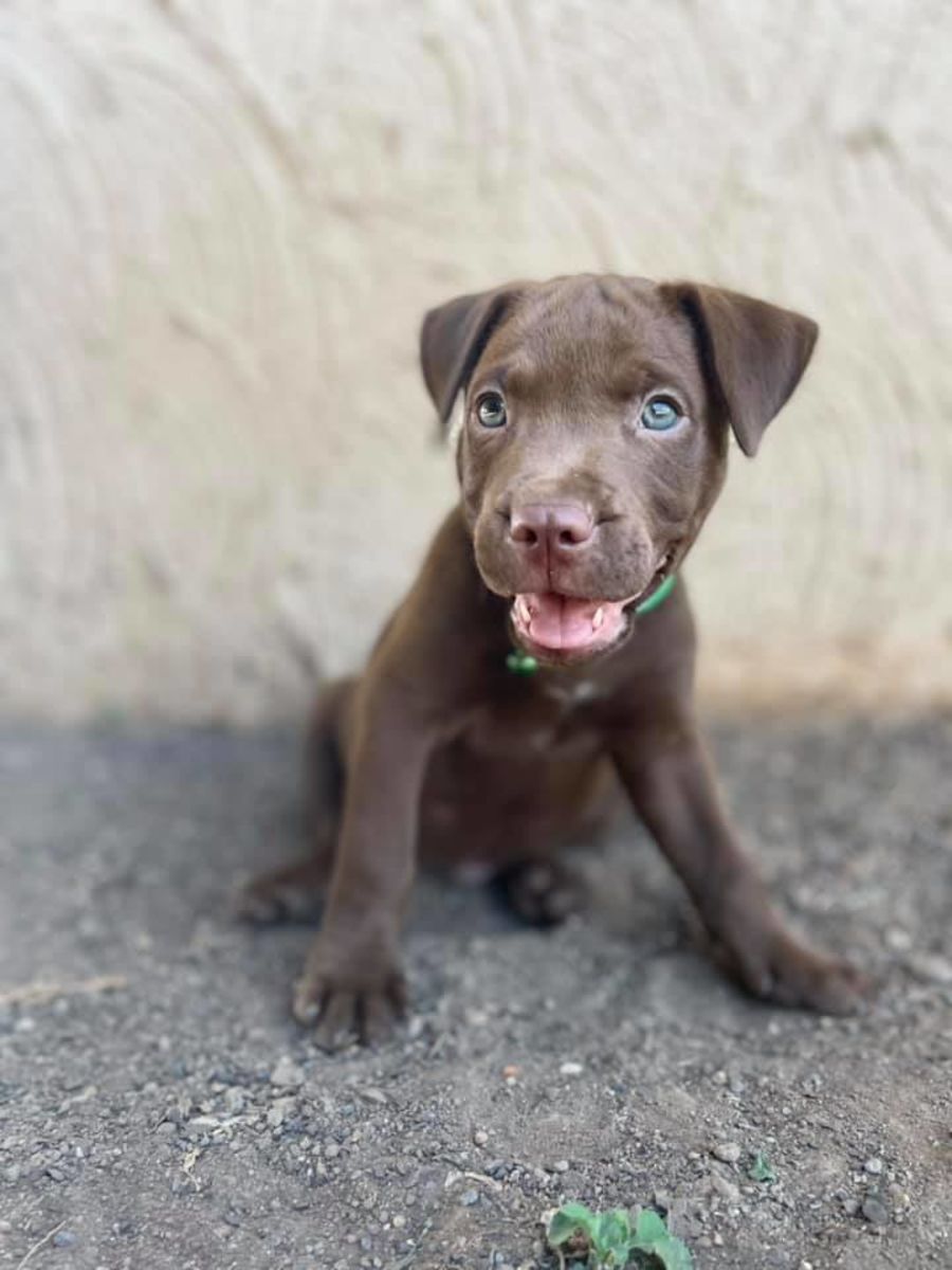 Usher - Medium Male Amstaff Mix Dog in QLD - PetRescue