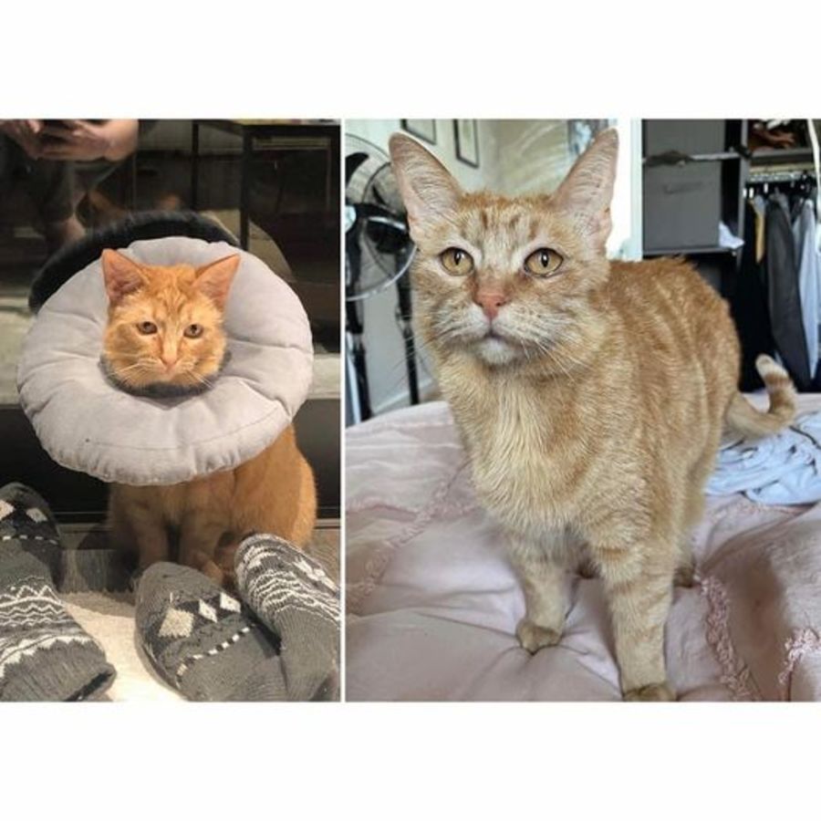 1267 - Tinka - Female Domestic Short Hair Cat in WA - PetRescue