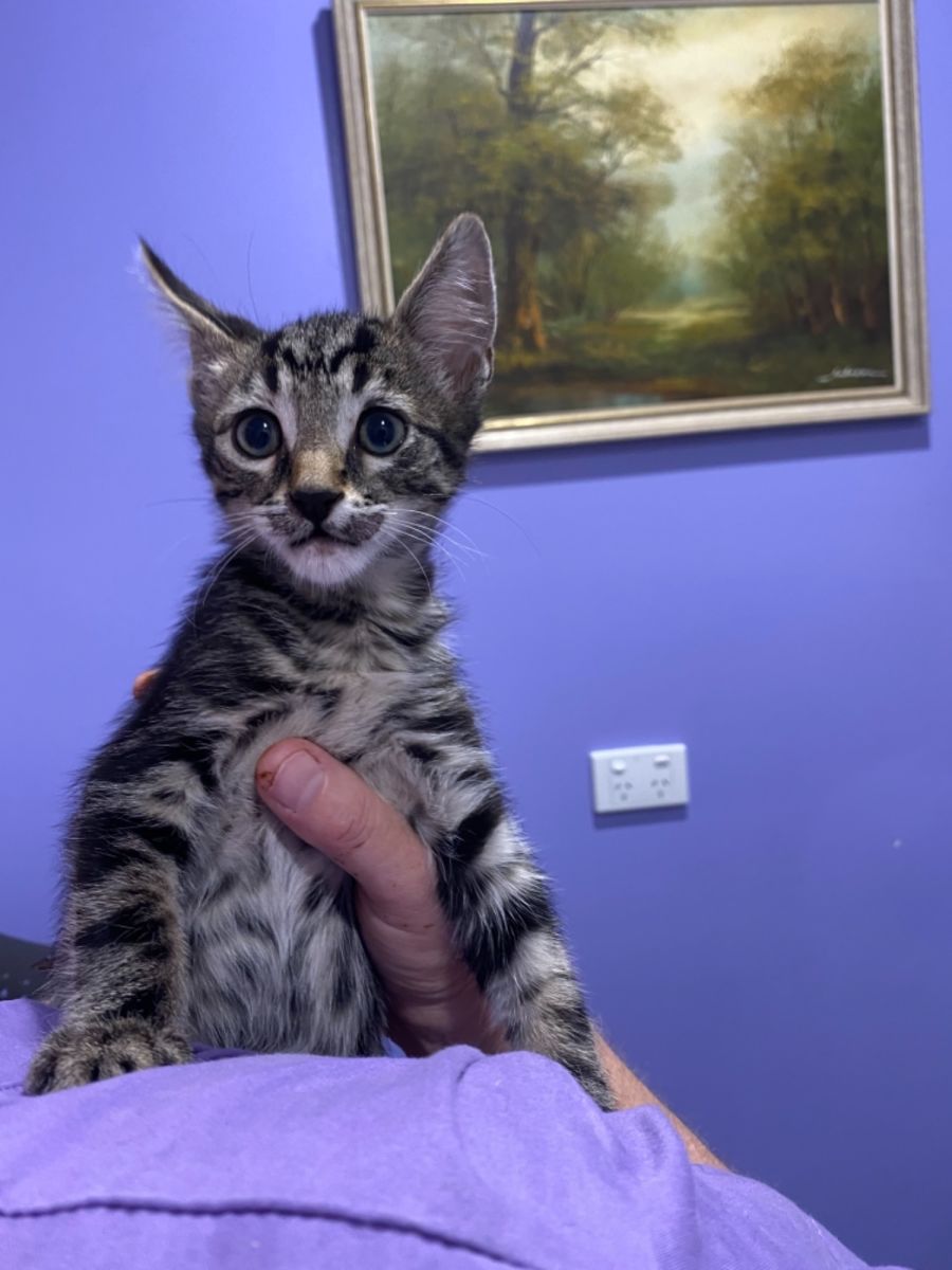 Peter Parker - Male Manx Mix Cat in QLD - PetRescue