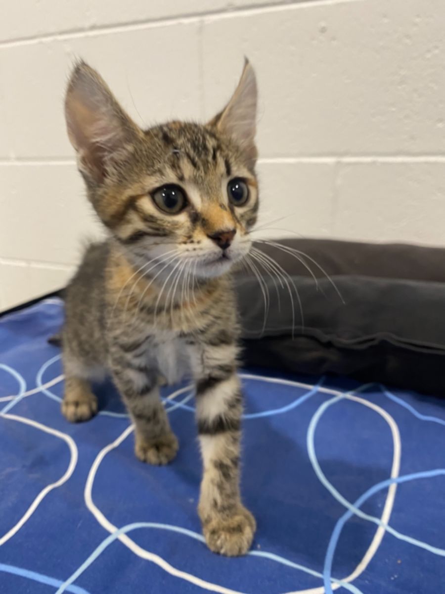 Bobbi - Female Manx Mix Cat in QLD - PetRescue