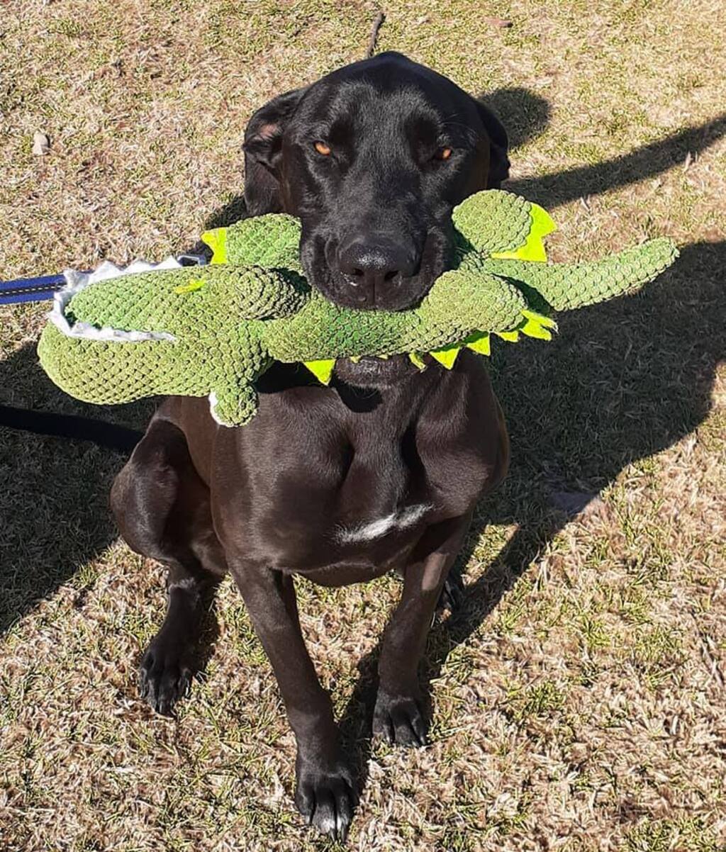 Dharma - Large Female Great Dane x Labrador Retriever Mix Dog in NSW ...