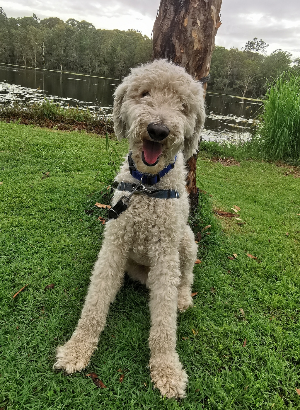 Pepe - Medium Male Poodle Standard Mix Dog in QLD - PetRescue