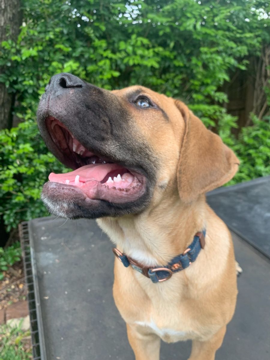 Vincenzo Archie ( Bully Puppy) - Large Male Labrador x Maremma Sheepdog ...