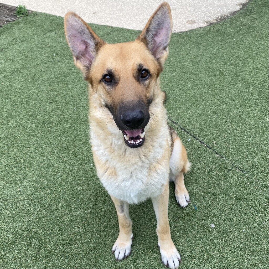 Moose - Large Male German Shepherd Dog in VIC - PetRescue