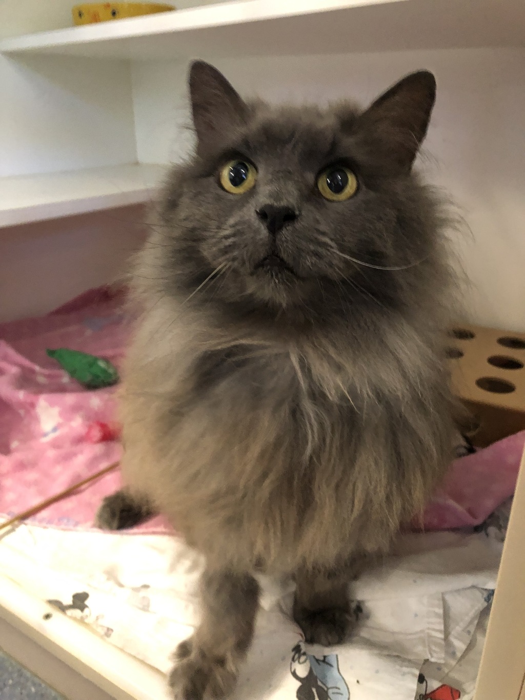 Dutchess - Female Dlh Cat in WA - PetRescue
