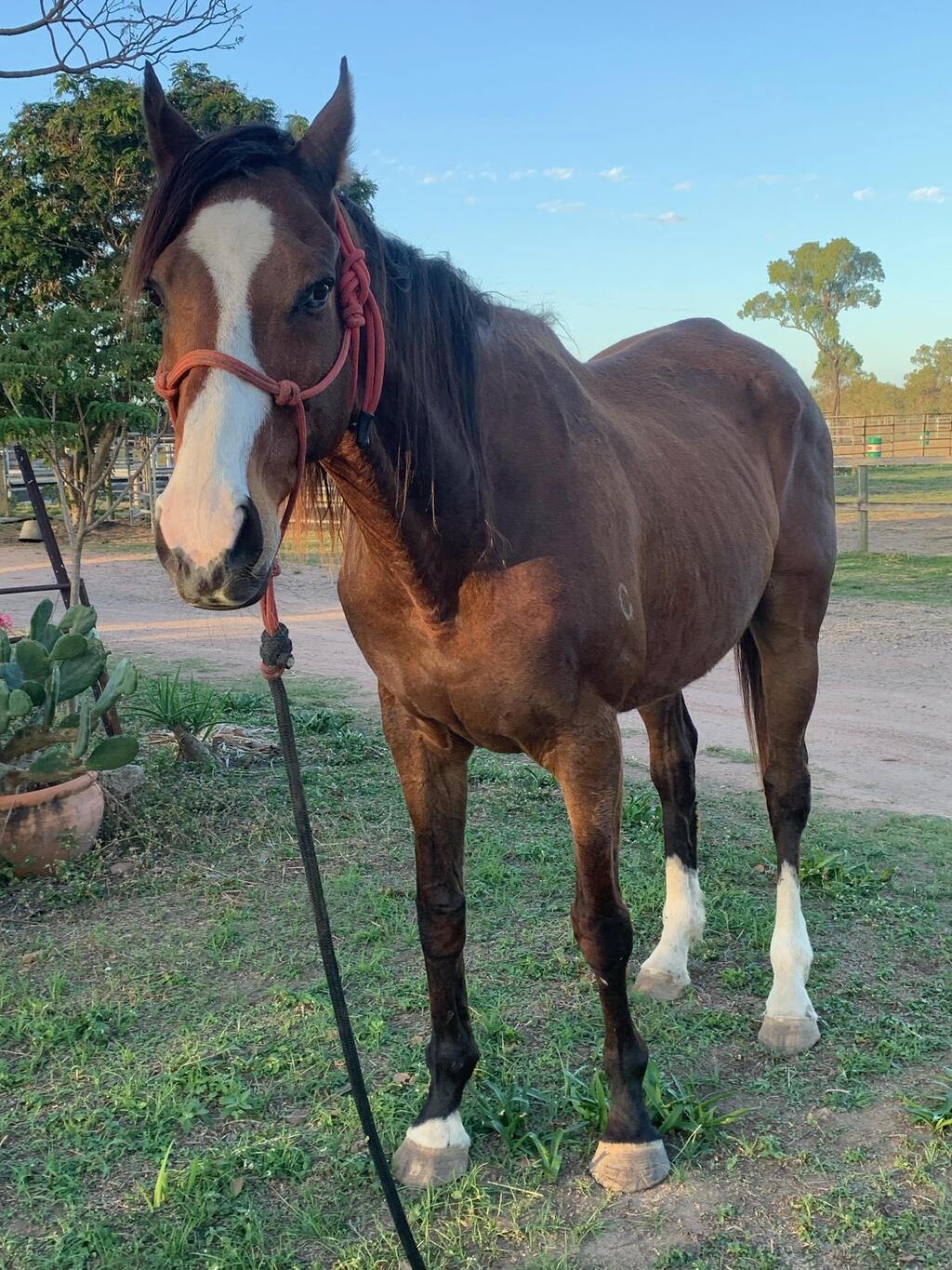 Radish - Male Thoroughbred Mix Horse in QLD - PetRescue