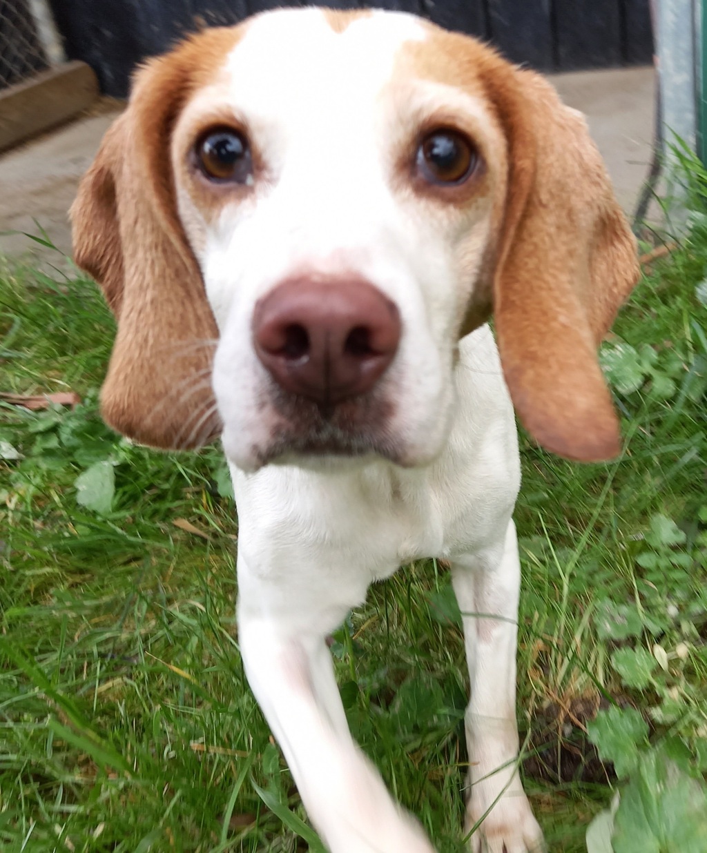 Rose - Medium Female Beagle Dog in VIC - PetRescue