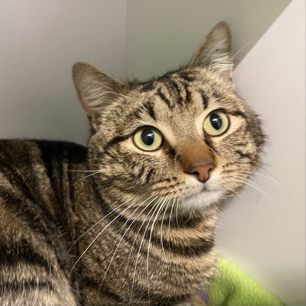 Dynamo - Male Domestic Short Hair Cat in VIC - PetRescue