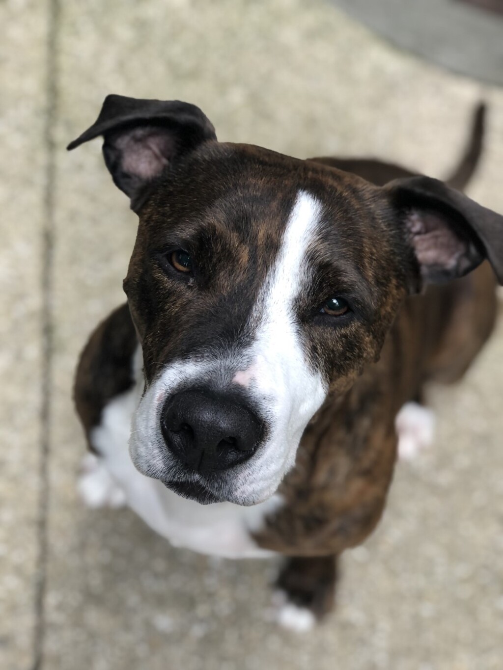 Dobby - Large Male Staffordshire Bull Terrier Mix Dog in VIC - PetRescue
