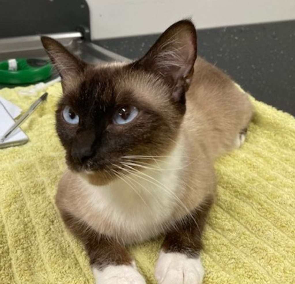 Snowflake - Female Ragdoll x Siamese Mix Cat in QLD - PetRescue