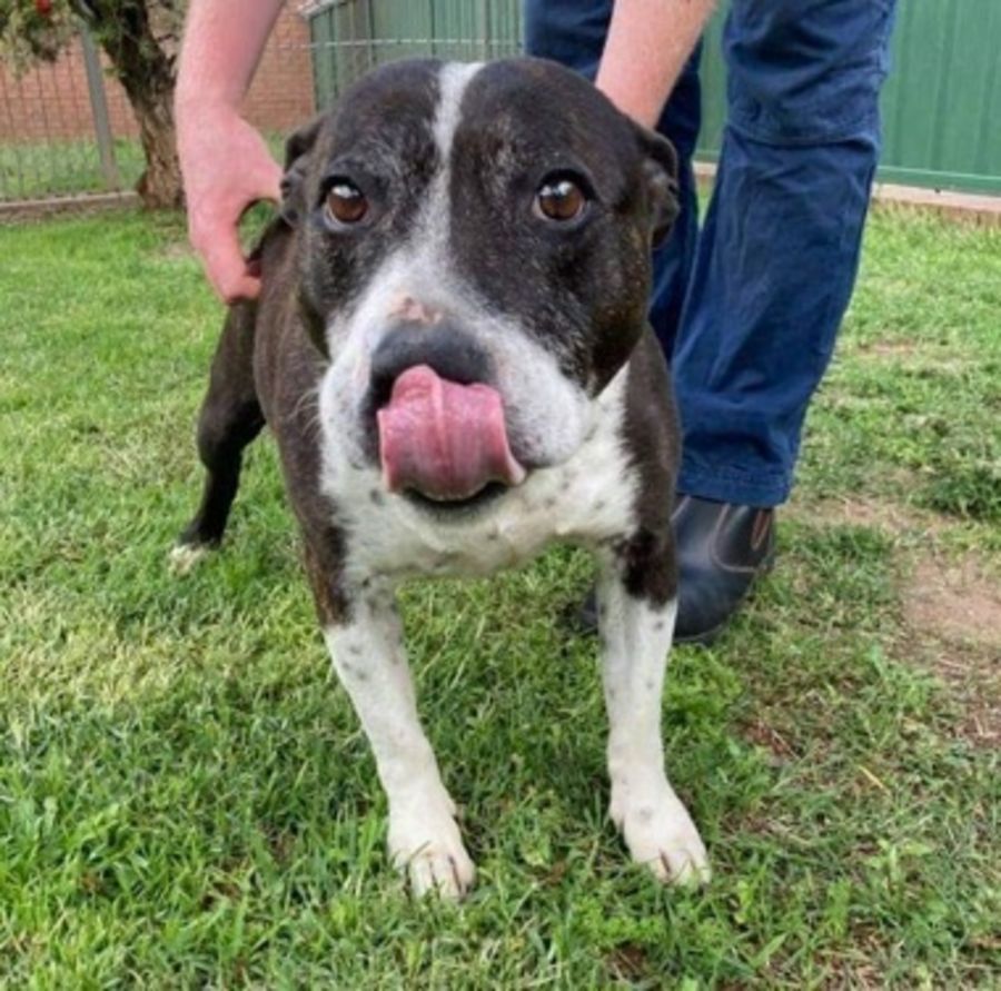 Rusty - Medium Male Staffordshire Bull Terrier Dog in QLD - PetRescue