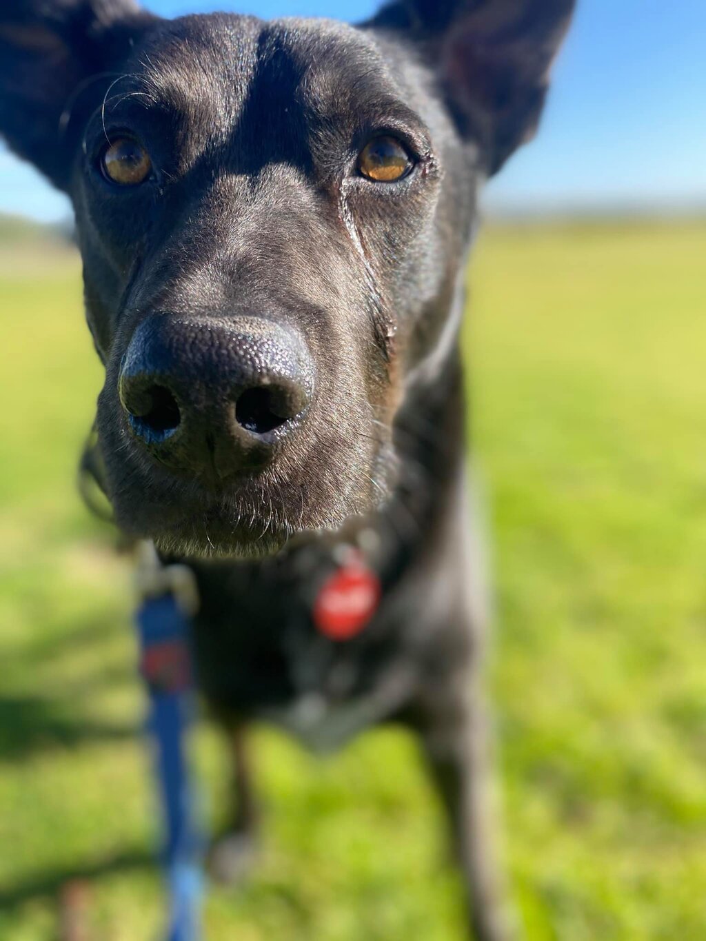 Thunder - Large Male Kelpie x Labrador Mix Dog in VIC - PetRescue