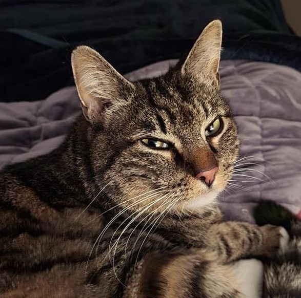 Harper - Male Domestic Short Hair Cat in WA - PetRescue