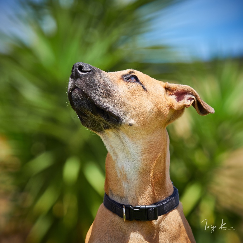 Alden - Medium Male Mixed Breed Dog in WA - PetRescue