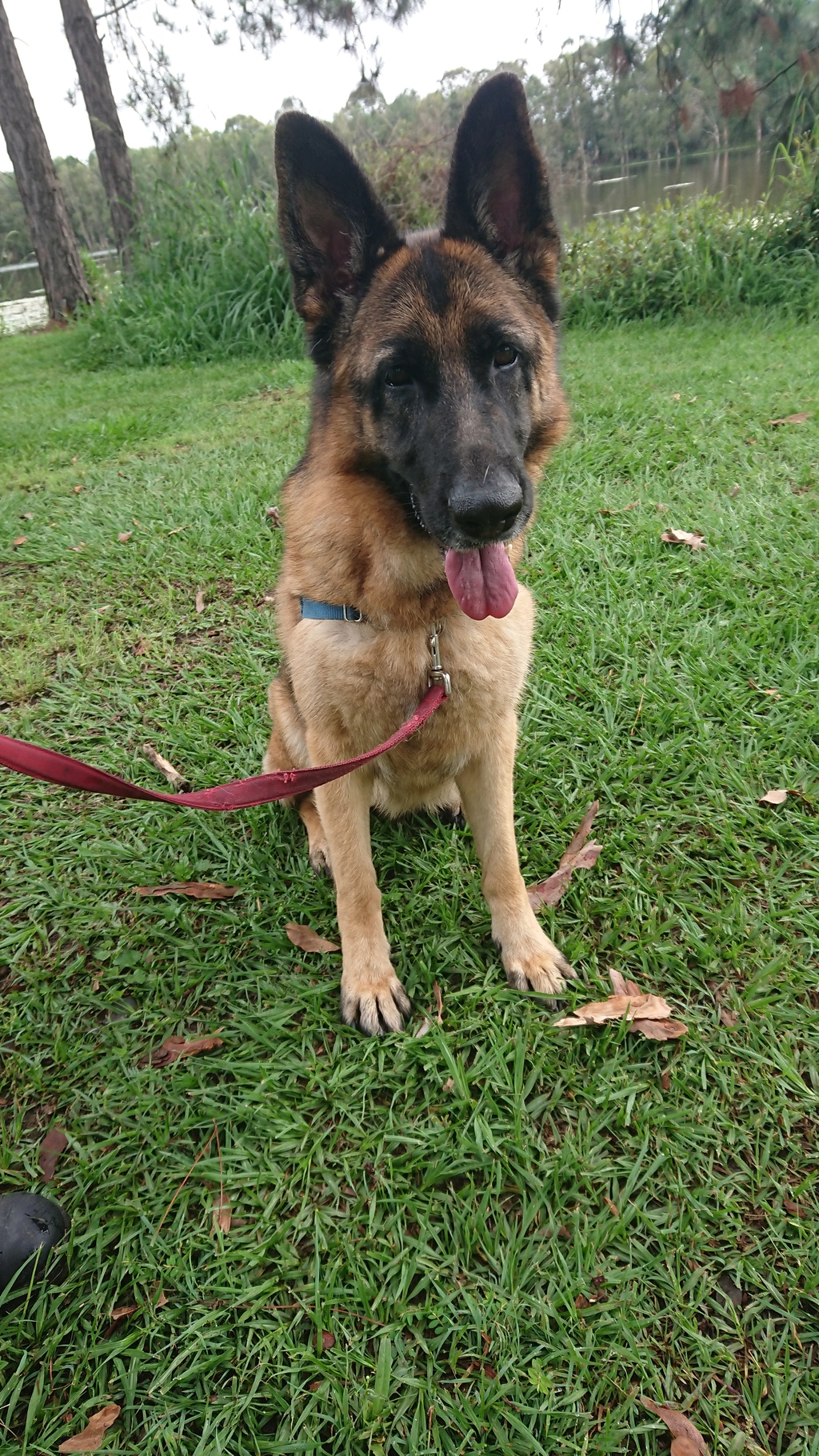 Marley - Large Female German Shepherd Mix Dog in QLD - PetRescue