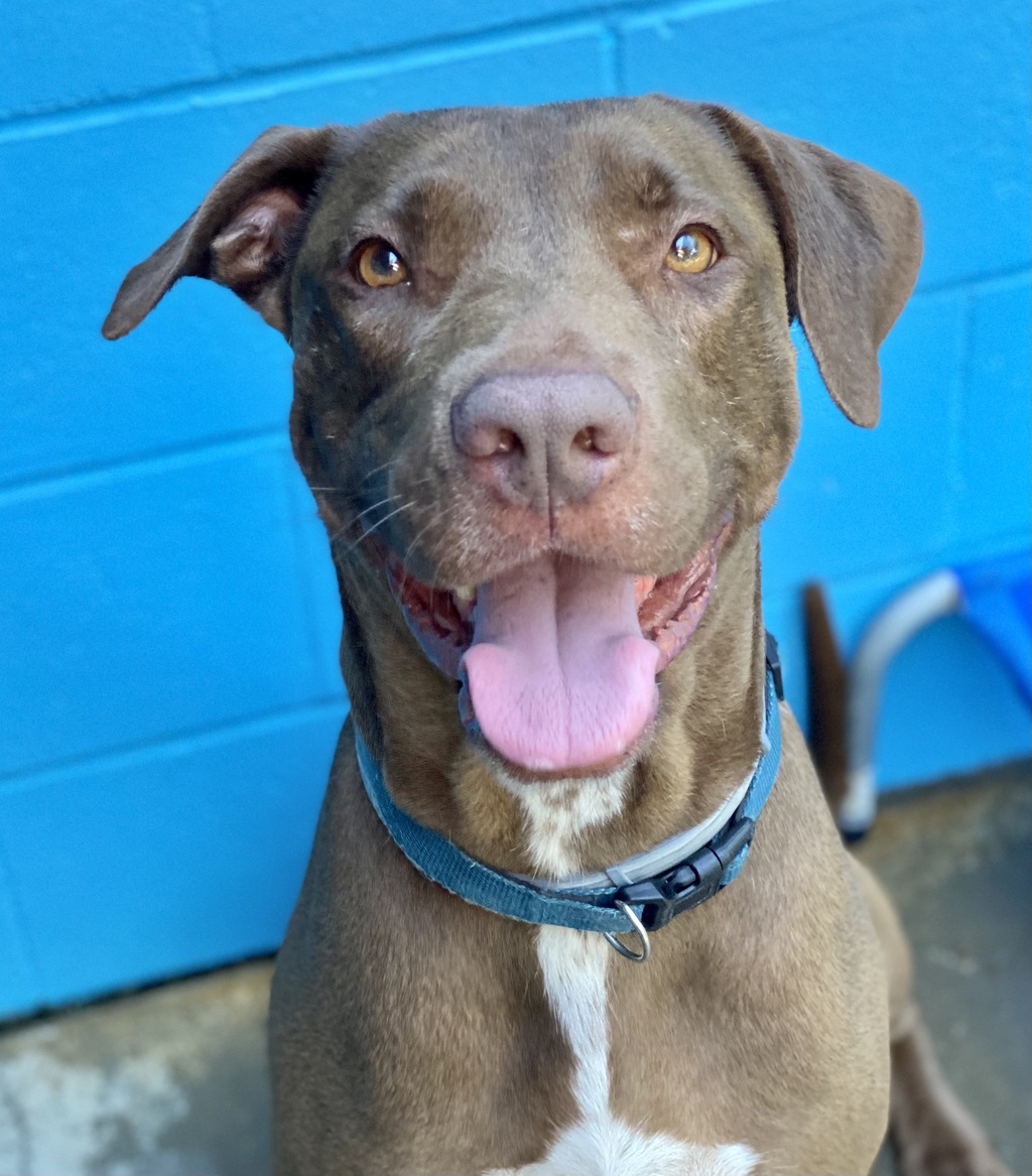 Choco - Large Male German Shorthaired Pointer x American Staffordshire ...