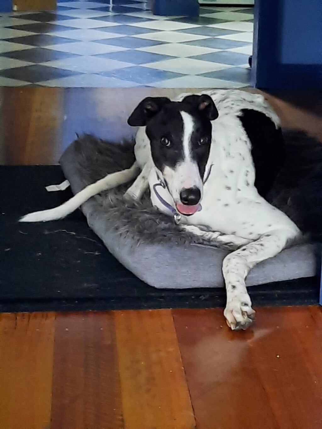 Spotty - Large Male Greyhound Dog in TAS - PetRescue