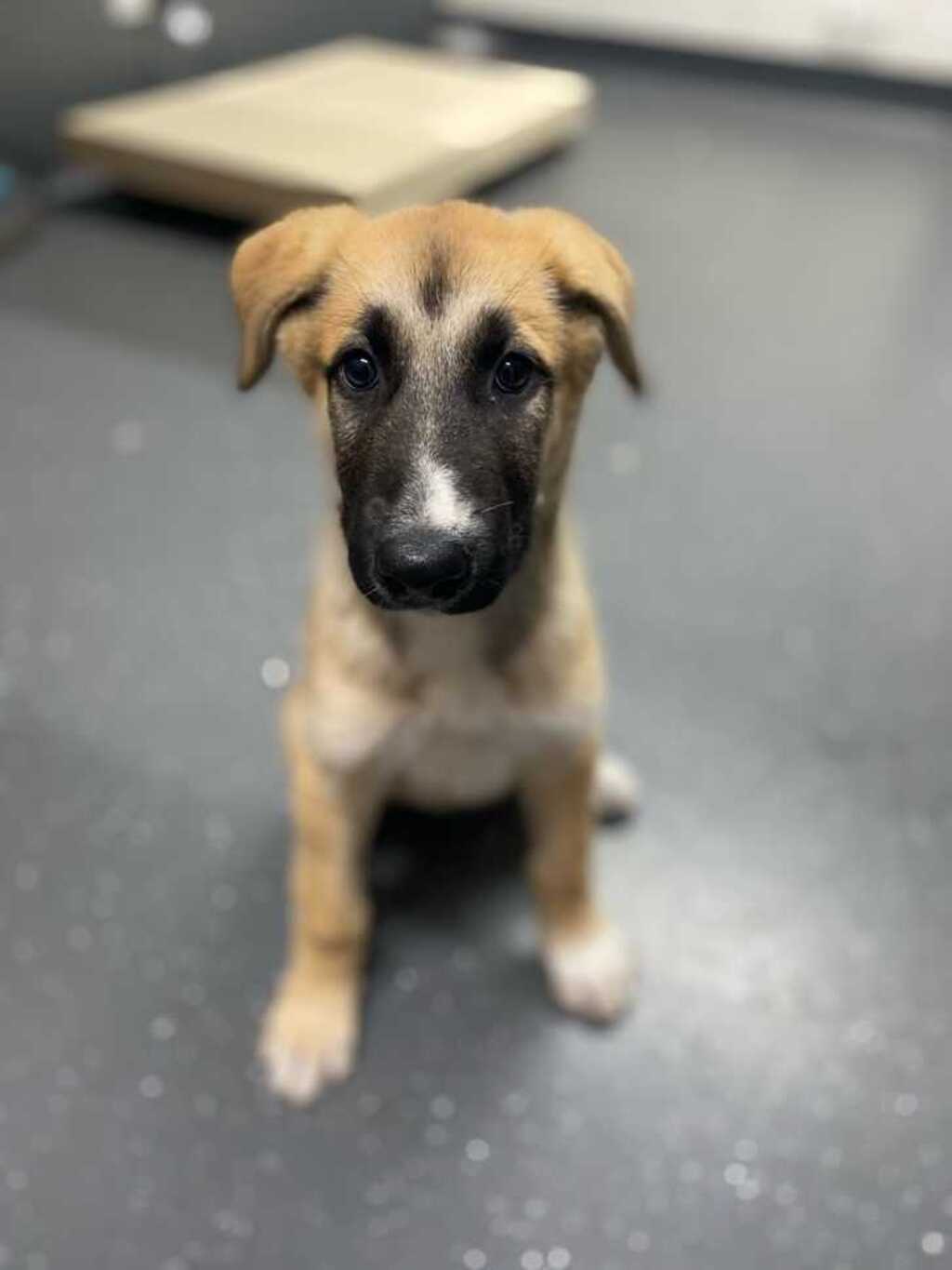 Topas - Large Female German Shepherd Mix Dog in QLD - PetRescue