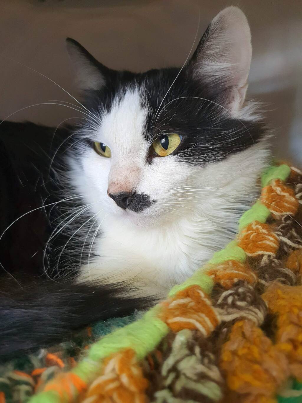 Mildred - Female Domestic Medium Hair Mix Cat in TAS - PetRescue