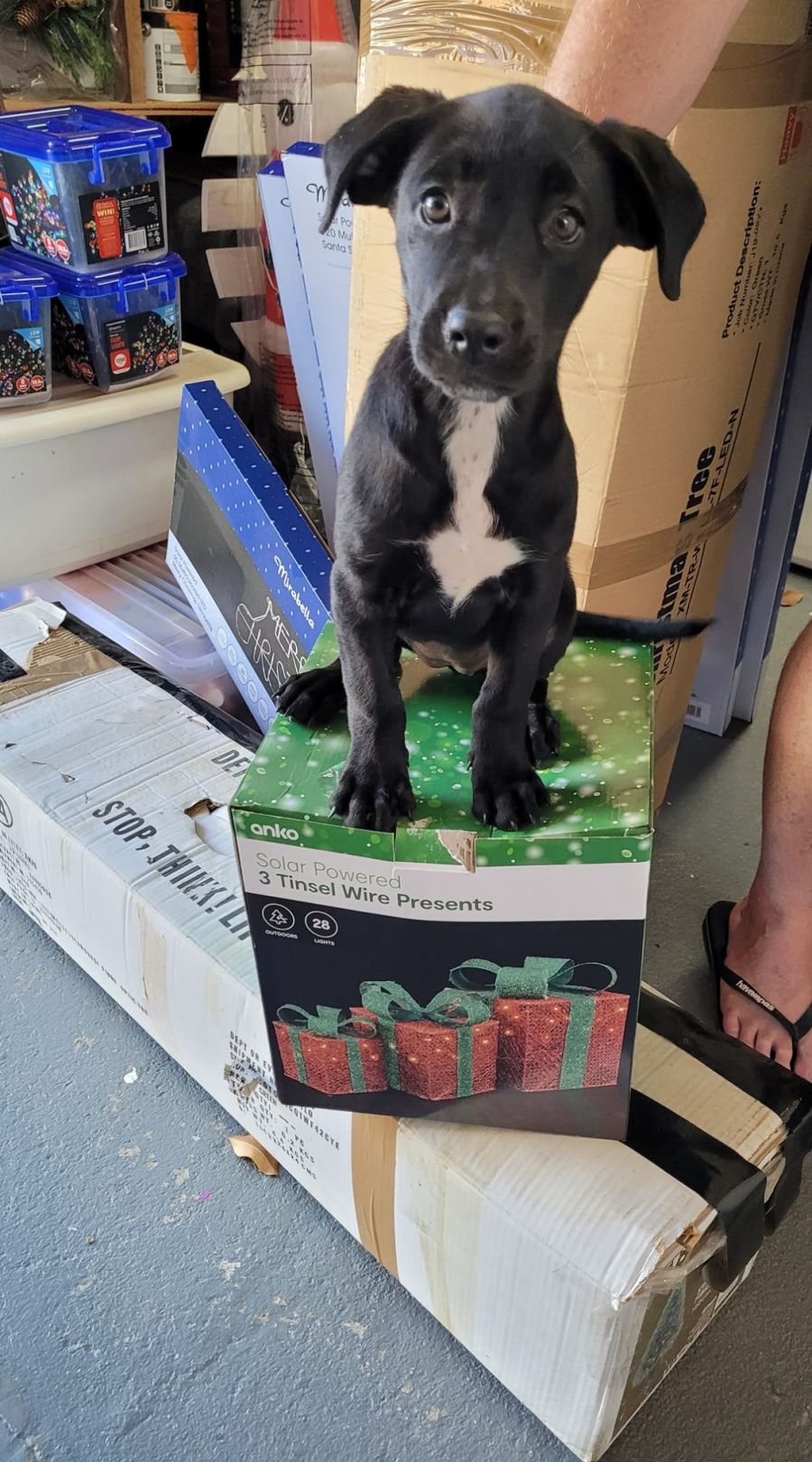 Embi - Large Female Mastiff Mix Dog in QLD - PetRescue