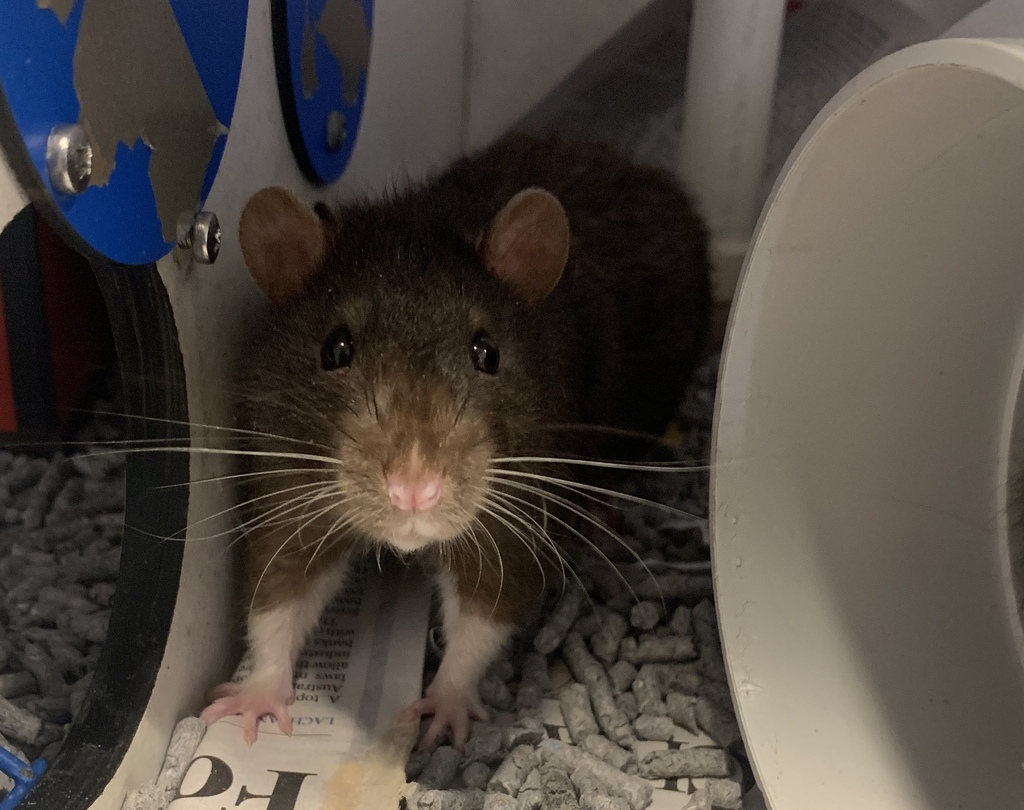 Matt - Male Rat Mix Rodent in QLD - PetRescue