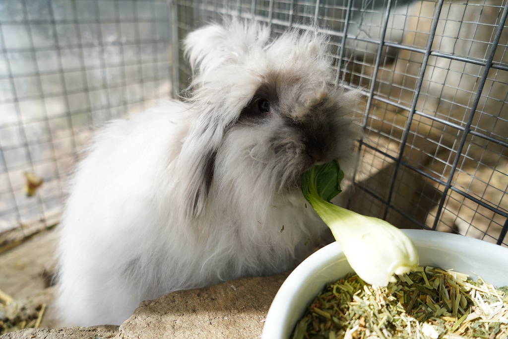 Crumpet - Male Angora x Lop Eared Mix Rabbit in ACT - PetRescue