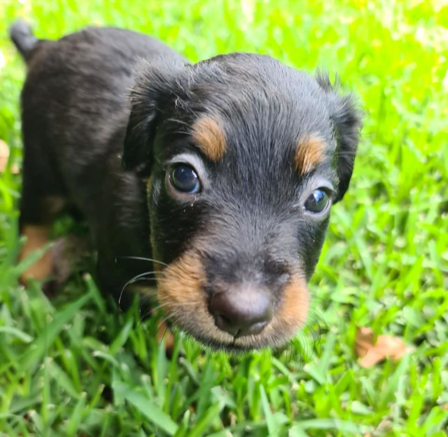 Everest - Large Female Labrador x Rottweiler Mix Dog in QLD - PetRescue