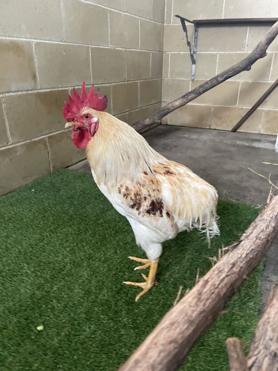Billy - Male Rooster in NSW - PetRescue