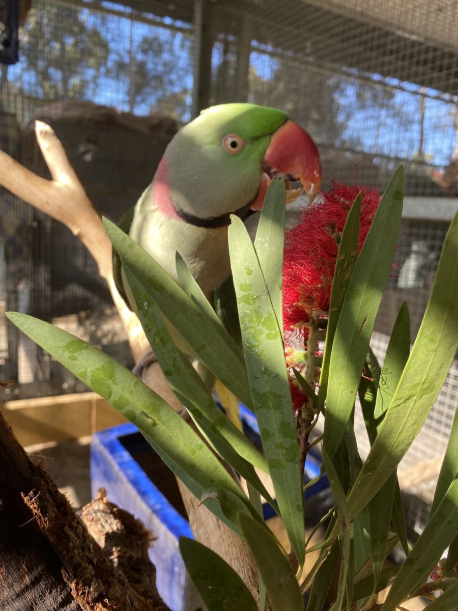 Avocado - Male Parrot in NSW - PetRescue