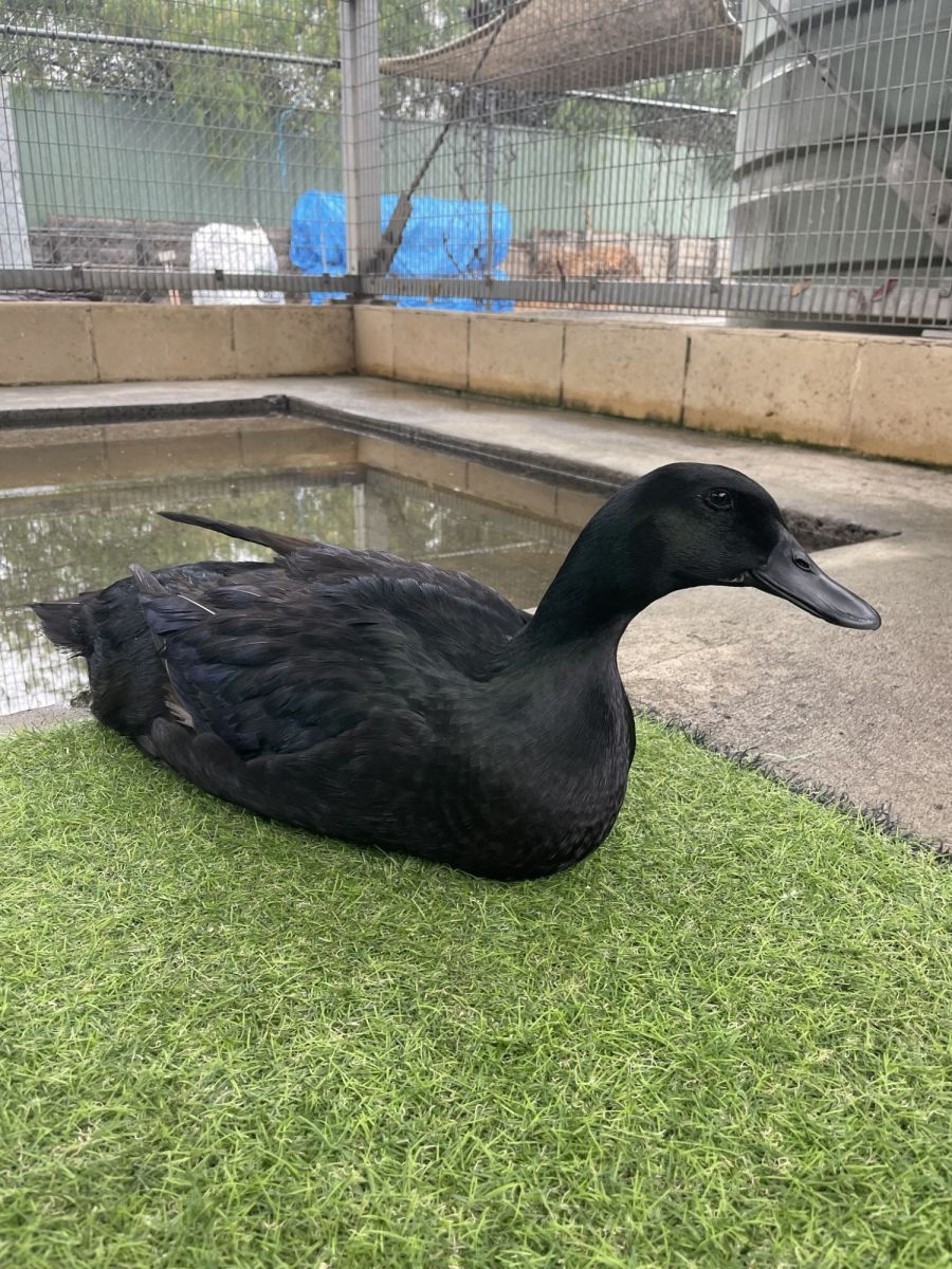 Mable - Male Duck in NSW - PetRescue
