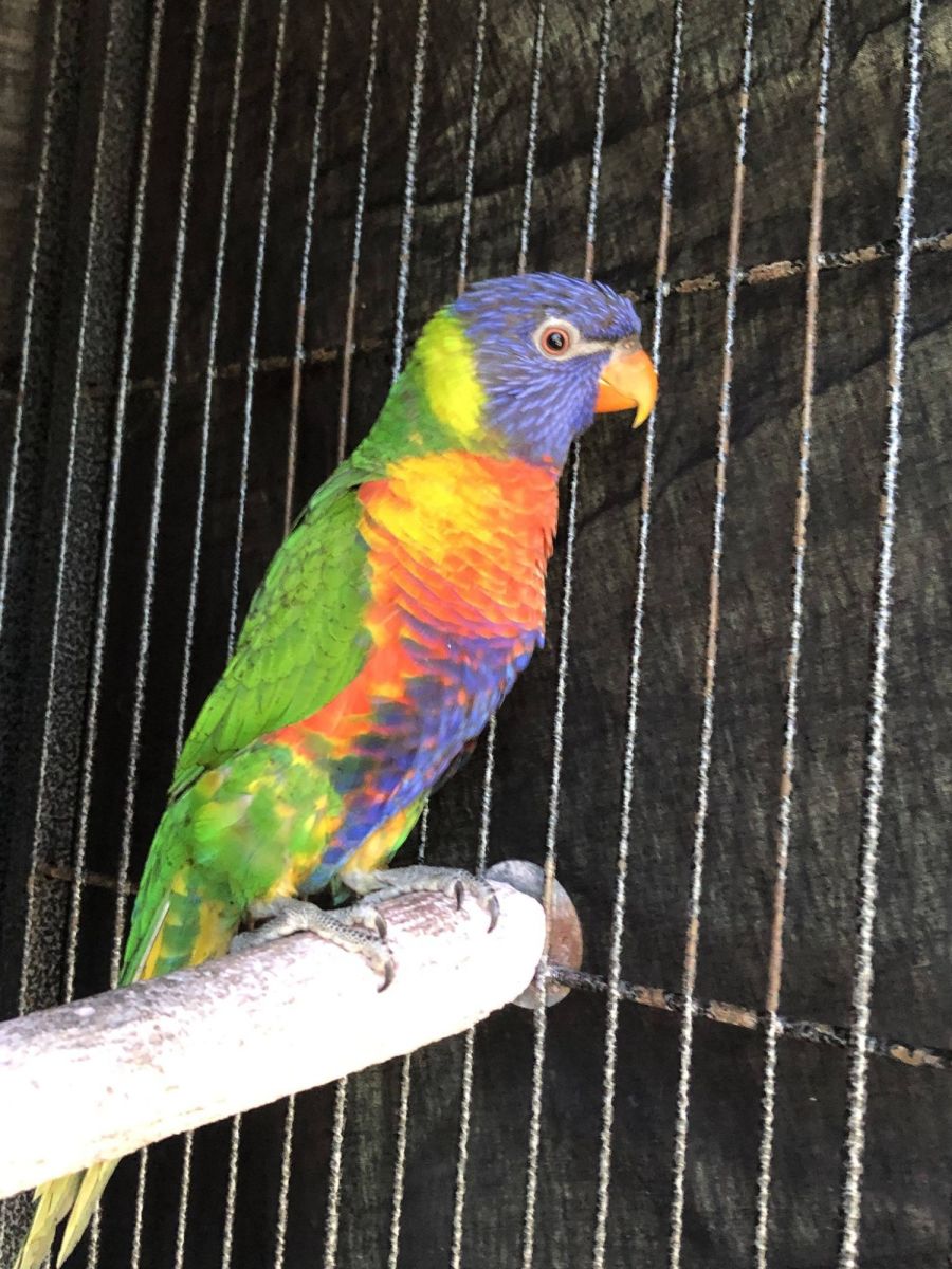 Zippy - Male Bird in NSW - PetRescue
