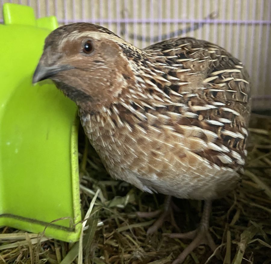 Fudge - Male Bird in NSW - PetRescue