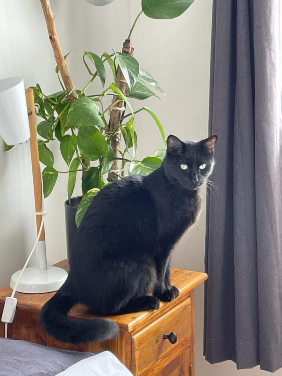 Baloo - Male Bombay Mix Cat in VIC - PetRescue