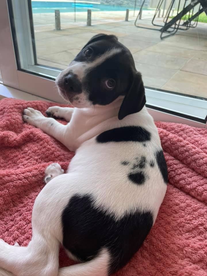 Fifi - Large Female Mixed Breed Mix Dog in QLD - PetRescue