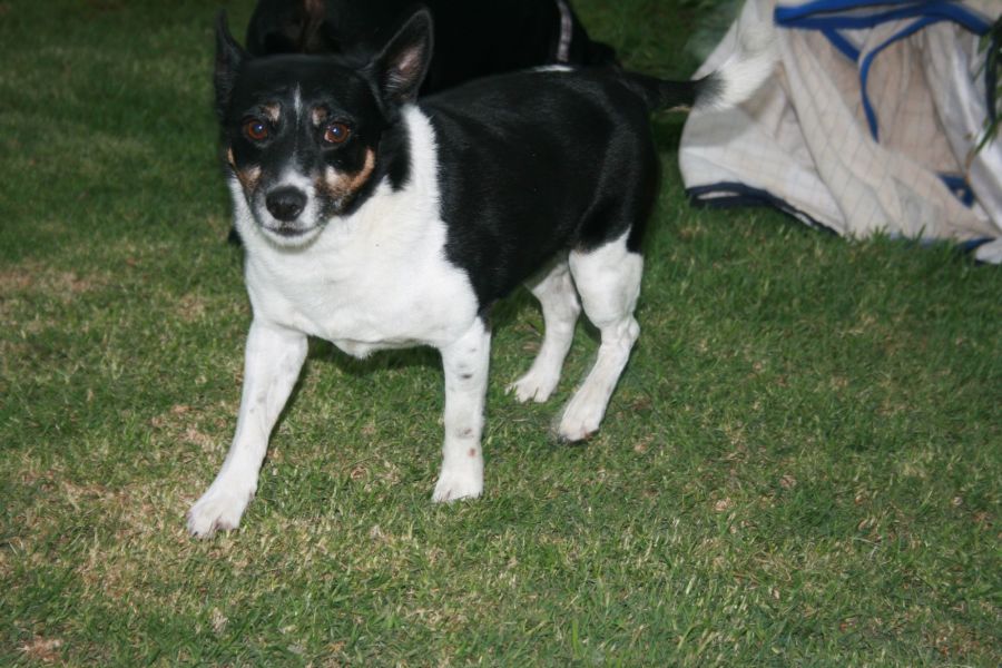 Theo - Small Male Tenterfield Terrier Dog in NSW - PetRescue