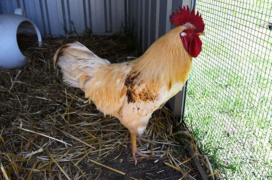 Rex 202 Campbelltown ACF - Male Rooster in NSW - PetRescue