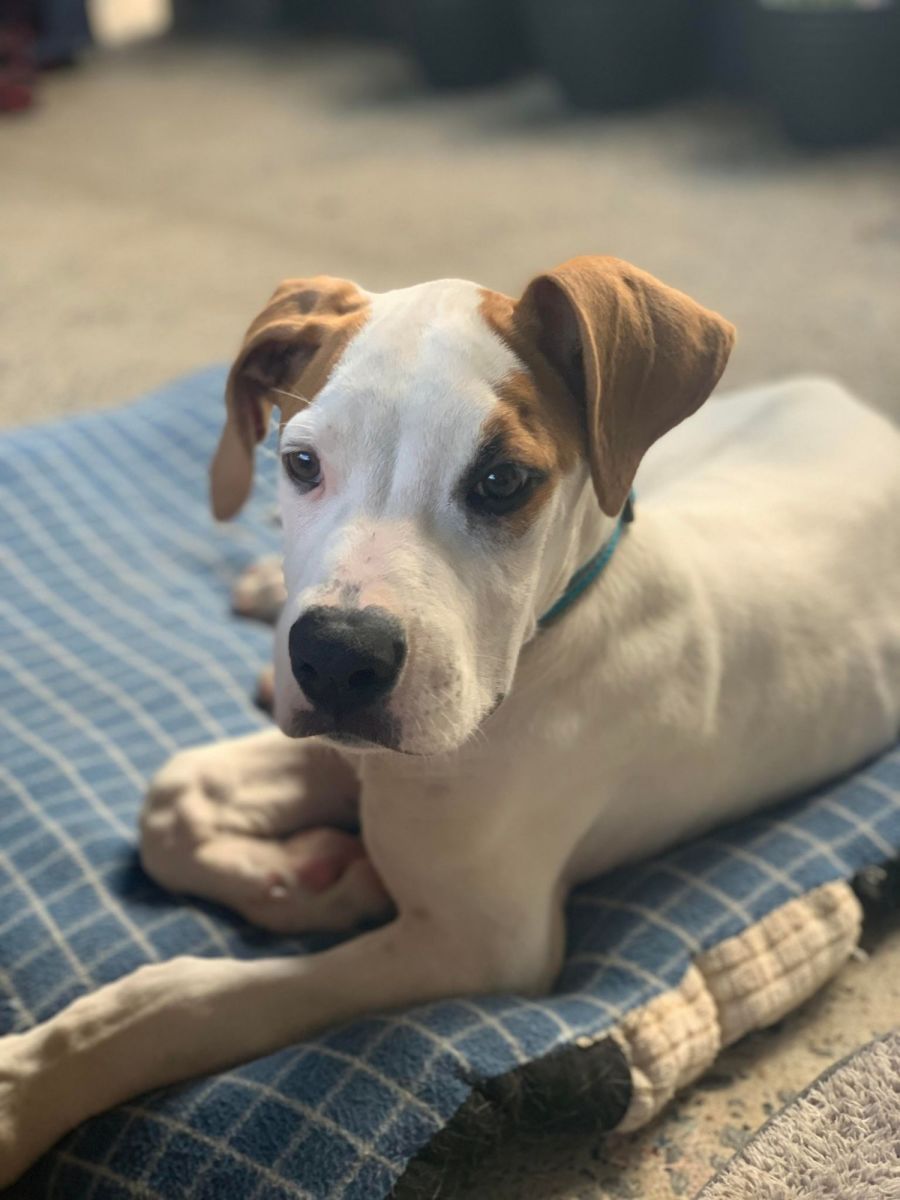 Boris - Large Male Great Dane x Bull Arab Mix Dog in QLD - PetRescue