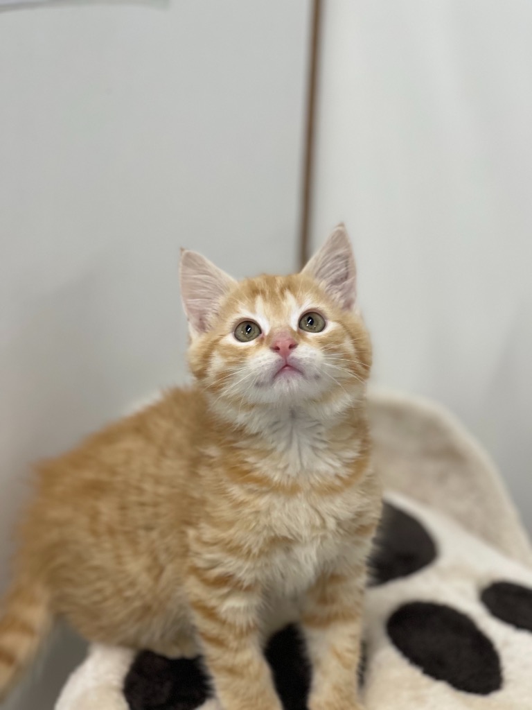 Parmesan - Male Domestic Short Hair Cat in TAS - PetRescue